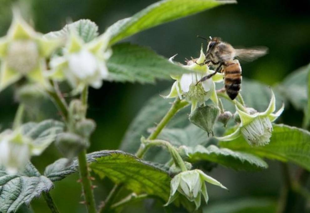 Berry Growers of Ontario elect chair | The Grower